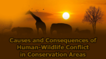 Causes and Consequences of Human-Wildlife Conflict in Conservation Areas
